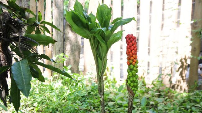 Inilah 2 Jenis Biji Porang Tanaman yang Perlu Diketahui